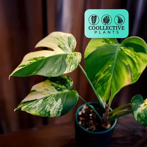 Monstera Deliciosa Aurea Rare Variegated Houseplant Yellow Monstera