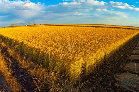 Golden Rice Field Image And Picture For Free Download Lovepik