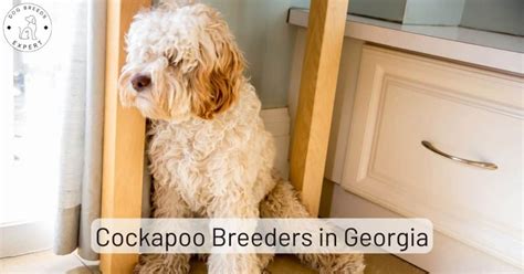 Cockapoo Breeders In Georgia 2025 List Of 5 Local Breeders