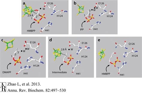 Representative Isph Structures Revealing Isph Structural Flexibility