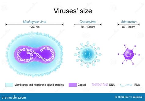 Membrane Proteins Labeled Vector Illustration Detailed Structure