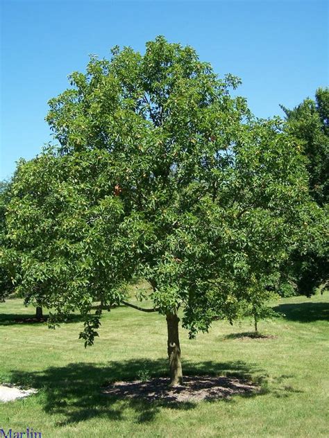 Ohio Buckeye Aesculus Glabra Ohio Buckeye Tree Buckeye Tree Ohio