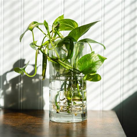 How To Prune Spruce Trees Expert Guide To Savvy Spruce Pruning