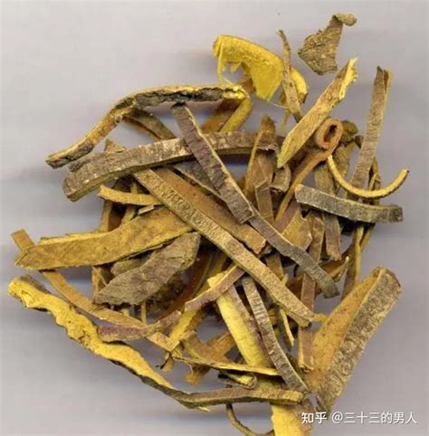 中药学习笔记之黄柏 知乎
