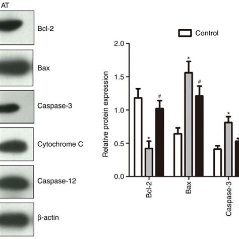 Apoptosis Markers In Healthy Subjects And Patients With Bacterial
