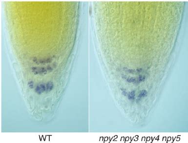 Formation Of Starch Granules In Root Tips Starch Granules Were