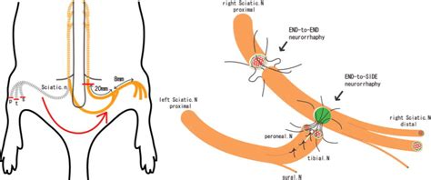 Sciatic Nerve Model