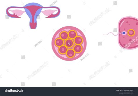 Female Egg Cell Sperm Cell Structure Stock Illustration 2378679609