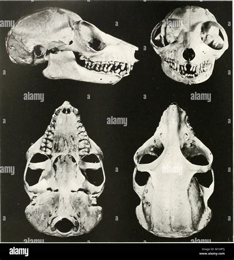 This 1913 Review Offers An Overview Of Primate Species Examining Their
