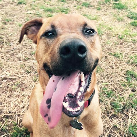 My Doofus Head After A Long Game Of Tug Cute Overloaded