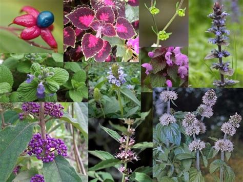 Plant Morphology Flashcards Quizlet