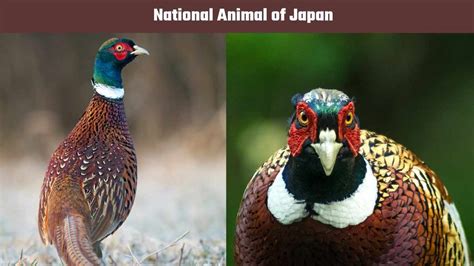 Japan Ka National Bird