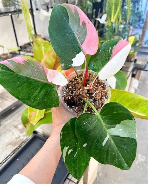 Philodendron White Princess All Starter Plants Require You To