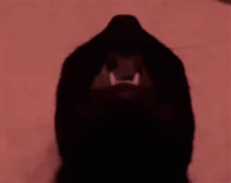 Black Cat Looking Up