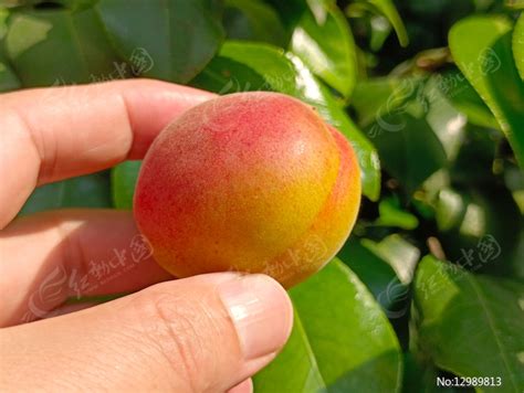 绿叶红色杏梅高清图片下载红动中国