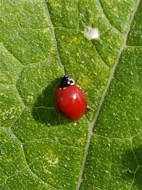 This Spotless Ladybug I Found A While Back Rmildlyinteresting