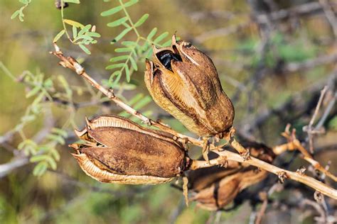 Yucca Growing Plants From Seed How To Grow And Care For Yucca Plant