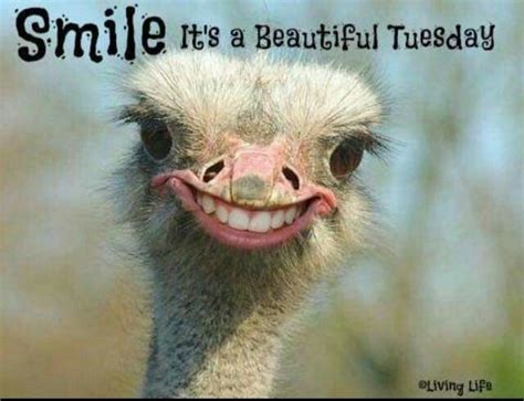 Best 11 15 Happy Tuesday Memes To Get You Through The Week Artofit