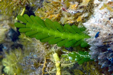 Green Algae Phylum Blue Green Algae Microorganisms Photosynthesis