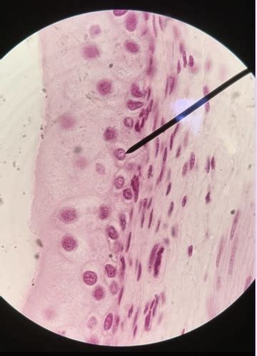 Tissue Types Flashcards Quizlet