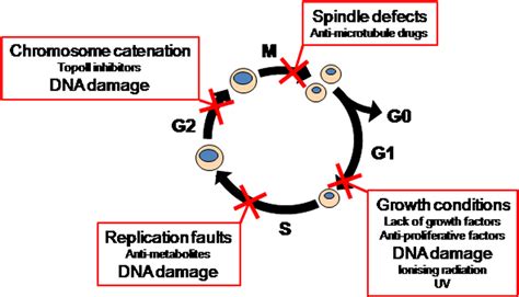 Why Cell Cycle Checkpoints Are Necessary At Roy Bush Blog