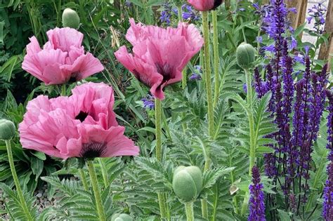 Papaver Orientale Pink Perfection Gradinuta Cu Flori