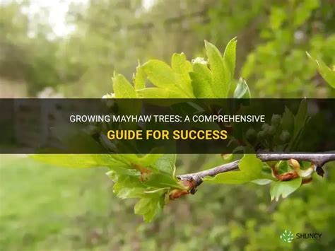 Growing Mayhaw Trees A Comprehensive Guide For Success Shuncy