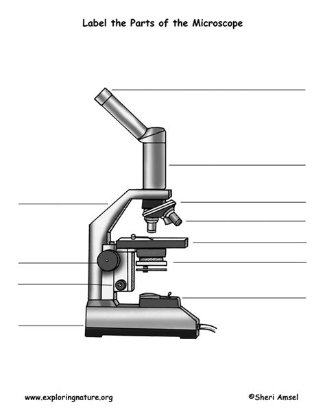 Microscope Parts Labeling Activity Storyboard That Worksheets Library