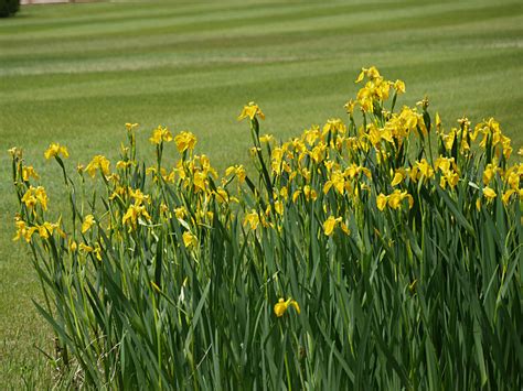 カキツバタ咲いてました 寺 なら