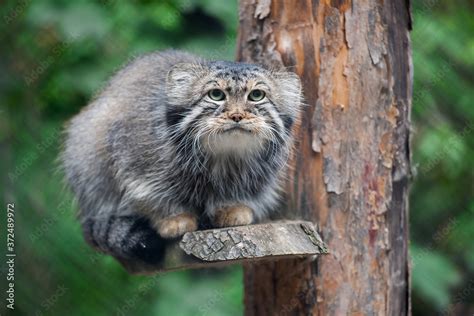 Photo Stock Pallass Cat Otocolobus Manul Manul Is Living In The Grasslands And Montane