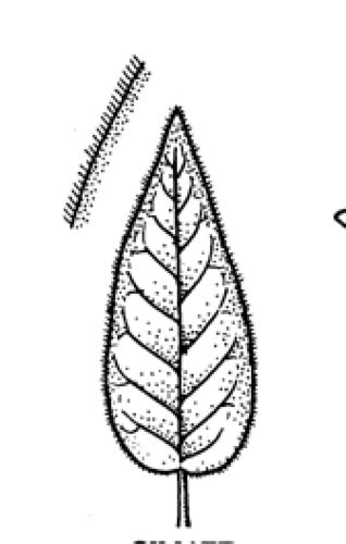 Botany Leaf Margins Flashcards Quizlet