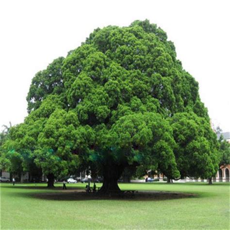 Chinese Rare Ficus Microcarpa Tree Seeds 100pcs Ch Pure Bonsai