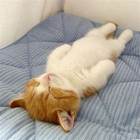This Munchkin Kitten Sleeps Like A Human And Its The Most Adorable