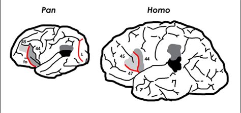 Lunate Sulcus Semantic Scholar