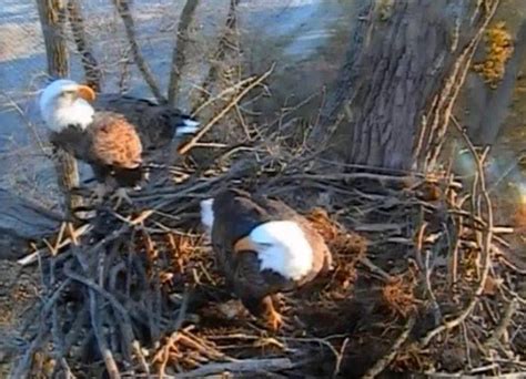 The Decorah Eagles The Decorah Eagles