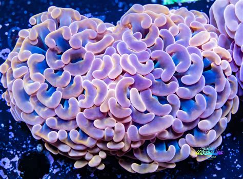 Buy Ultra Hammer Coral Online Australia Get High Quality Corals For