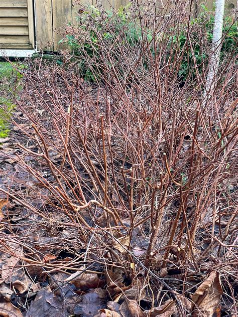 Spirea Pruning Guide