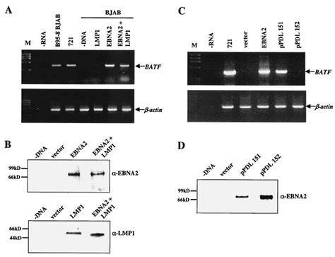 The Batf Gene Is A Target For Transactivation By Ebna2 A Bjab Cells