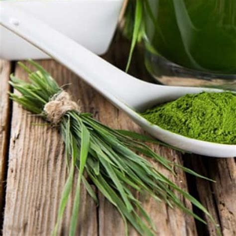 Bermuda Grass Ingredients Herbal Extract At Best Price In Chennai Meena Marketing