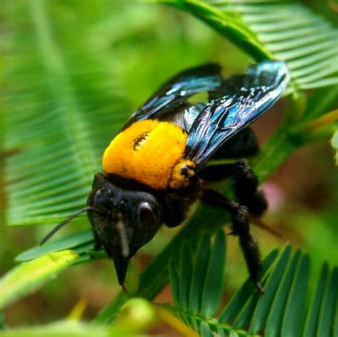 Premium Photo Close Up Of Wasp On Leaf