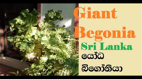 Giant Begonia Sri Lanka Yoda Bigoniya Enrich World Youtube