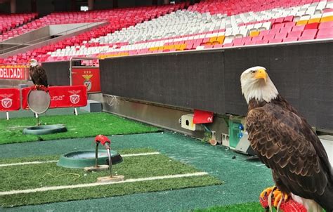 Premium Photo Bird On Grass