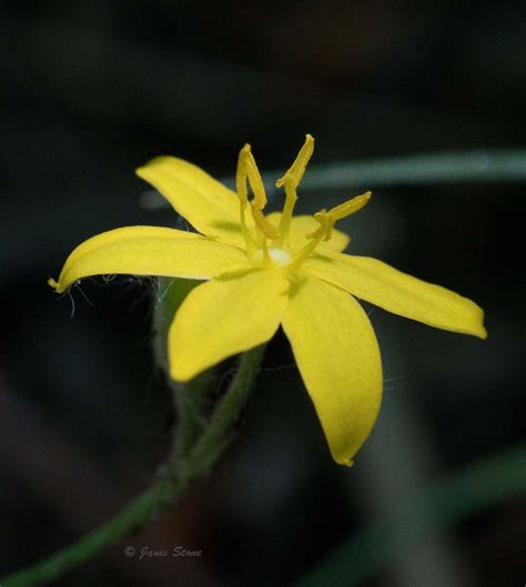 Hypoxis Hirsuta Yellow Star Grass