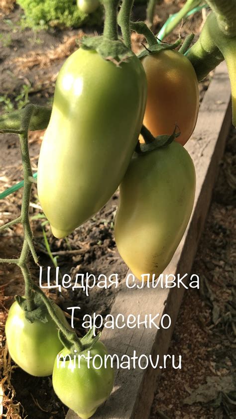 Щедрая сливка Тарасенко