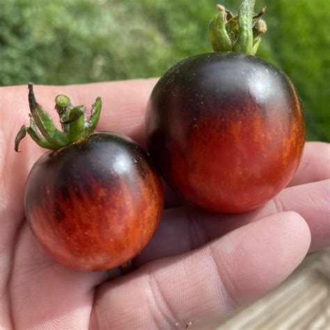 Black Shaddow · Tassie Seeds