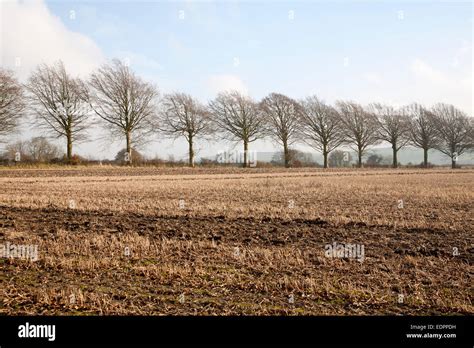 Line Of Trees On Field Boundary Hi Res Stock Photography And Images Alamy