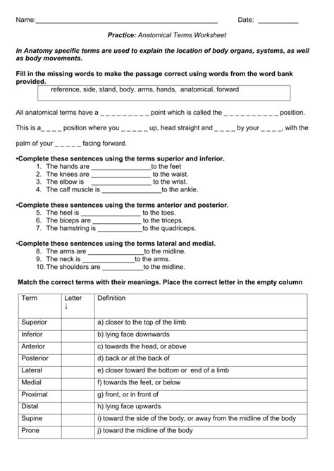 Anatomical Terms Worksheet