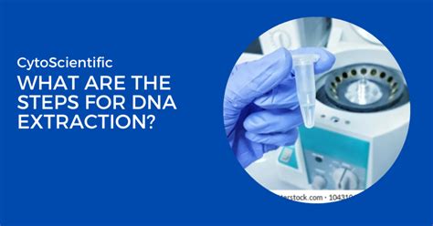 What Are The Steps For Dna Extraction