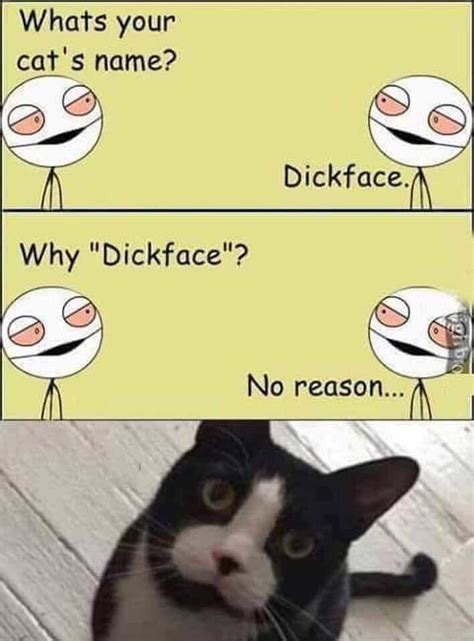 Dickycondom Yoo Has A Cat Named Dickface Rcomedycemeterylore