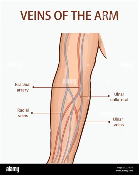 Accessory Vein Arm At Kim Welke Blog